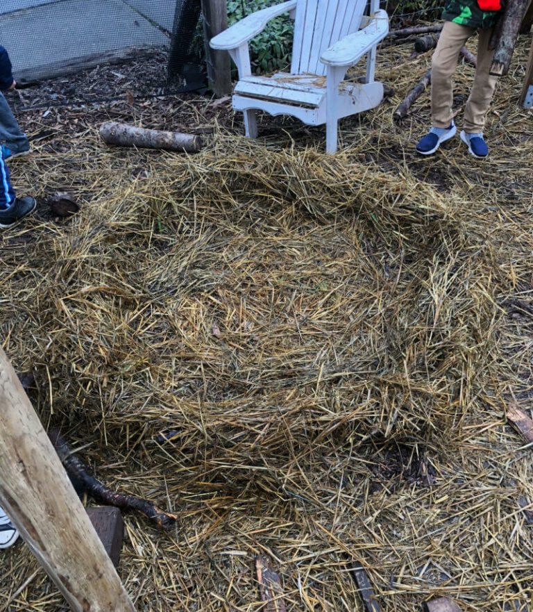 The Perfect Nest - An Outdoor Classroom Inquiry